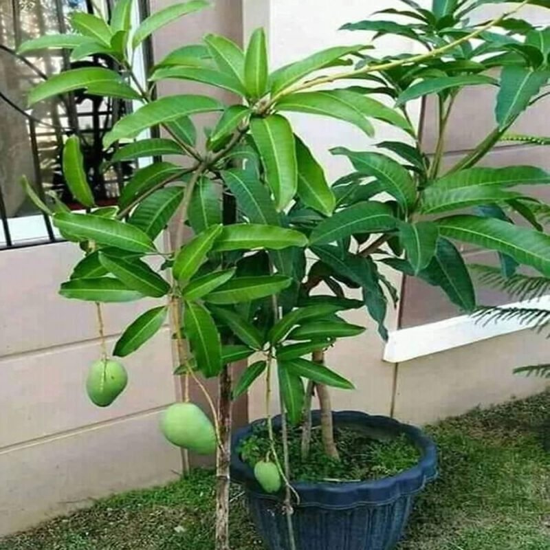 3 Test mango plant - plantnursery