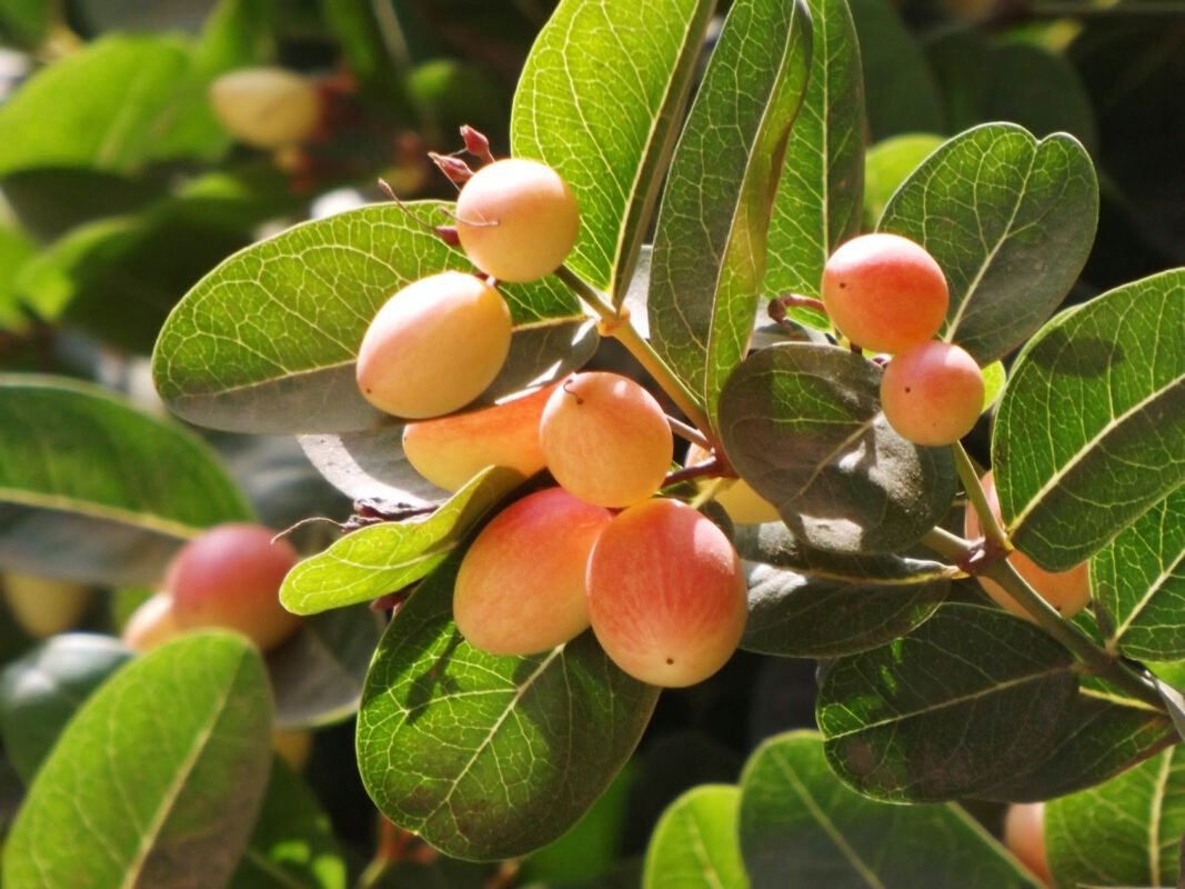 Sweet Karunda (Karamcha) Fruit Plant - plantnursery