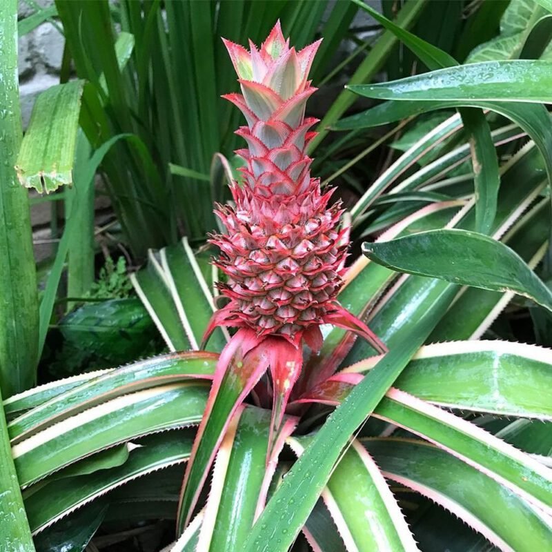 Red pineapple fruit plant - plantnursery