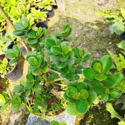 Chinna Bot Plant - plantnursery